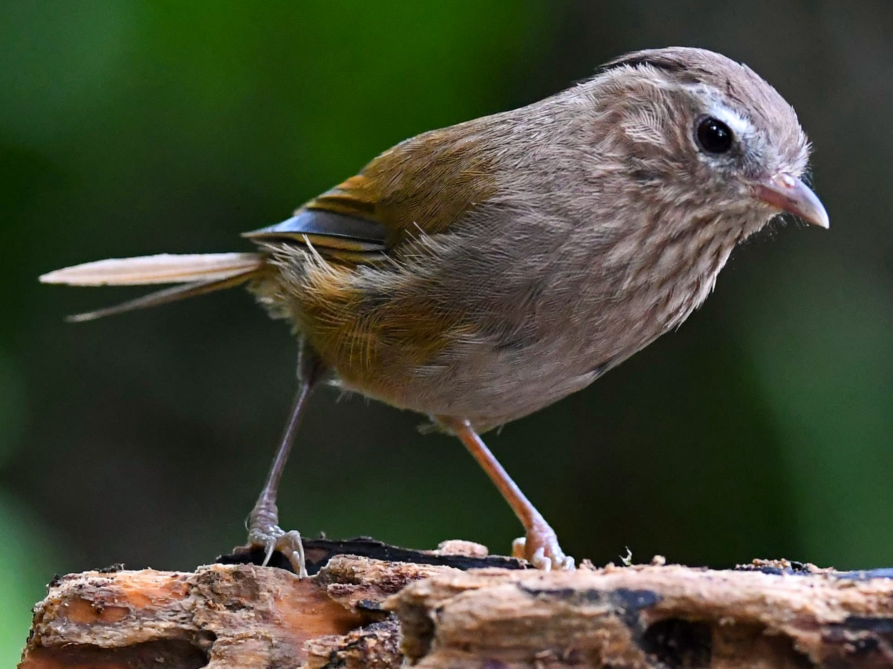 Fulveta indochina - eBird