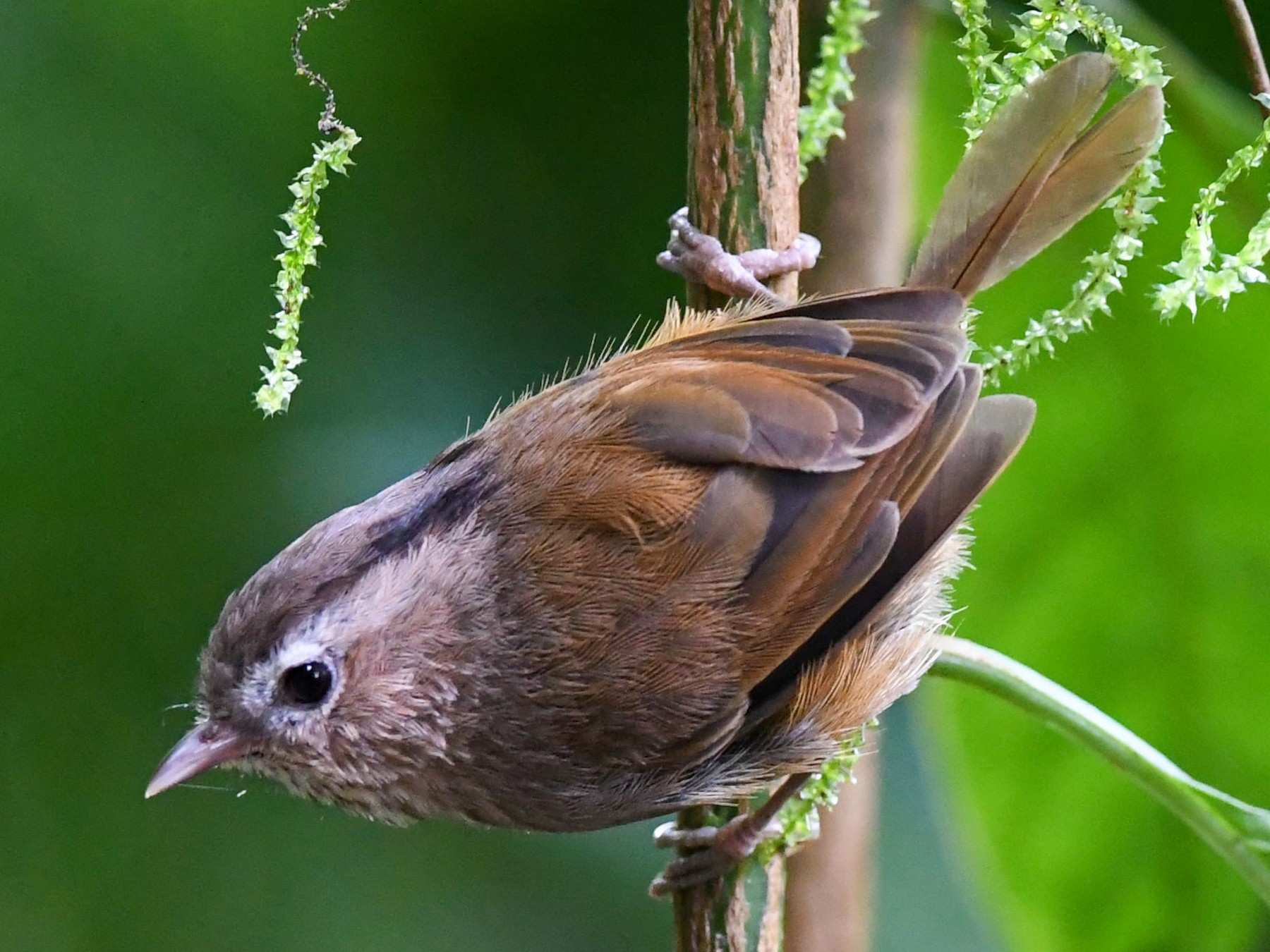 Fulveta indochina - eBird