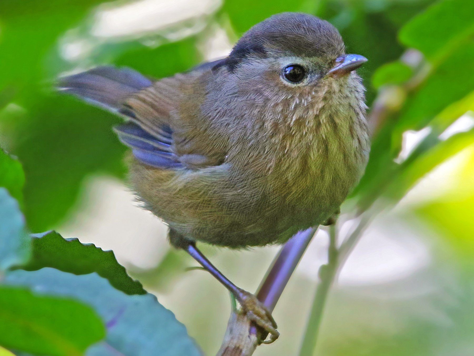 Fulveta indochina - eBird