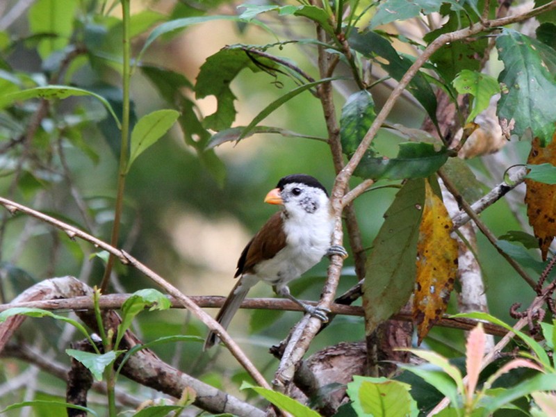 Black-headed Parrotbill - eBird