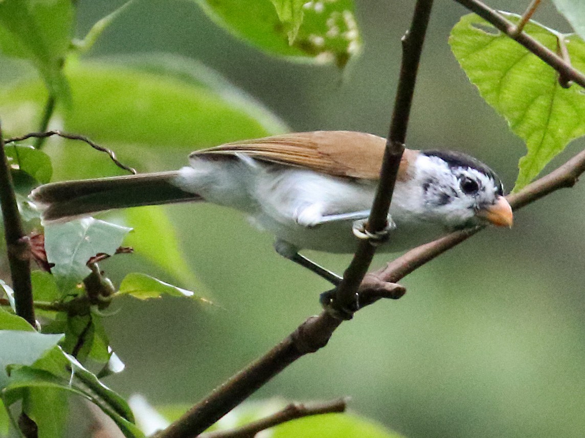 Black-headed Parrotbill - eBird