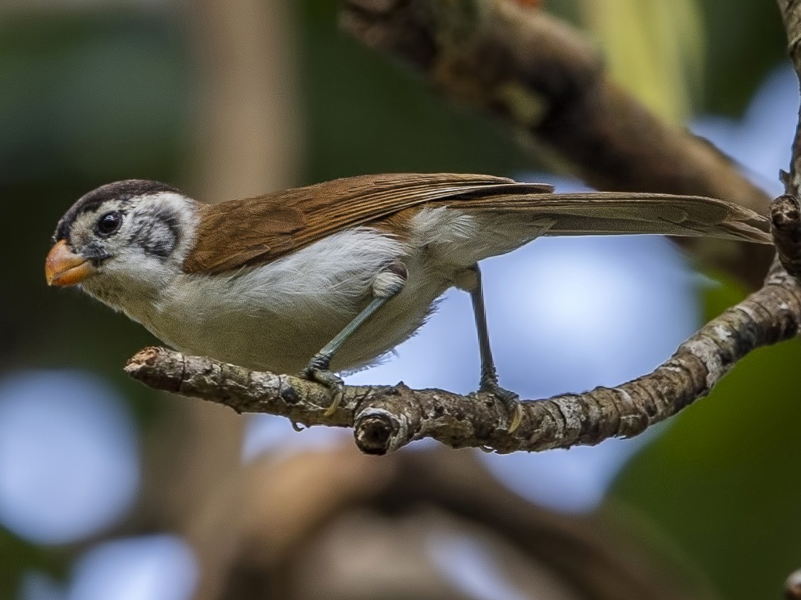 Black-headed Parrotbill - eBird