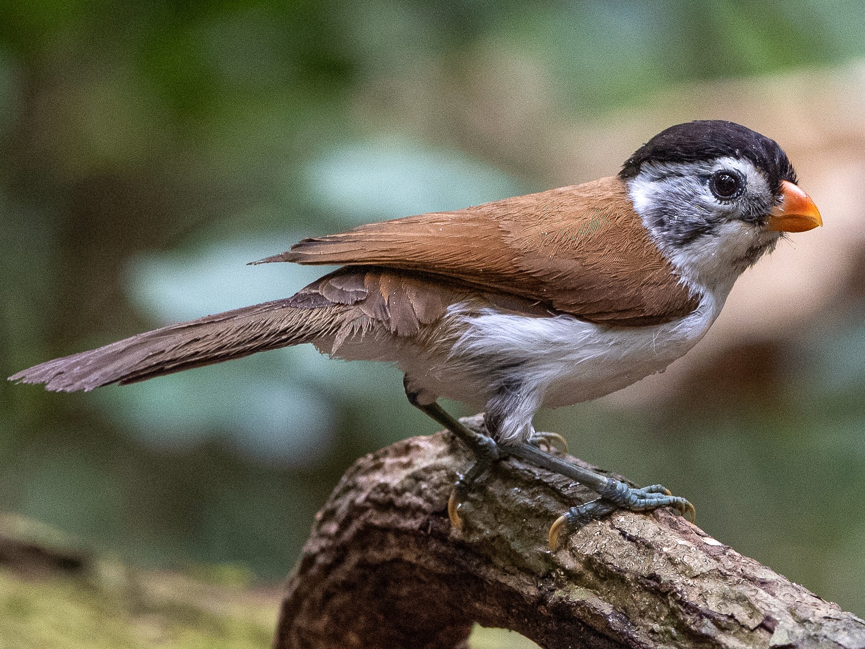 Black-headed Parrotbill - eBird
