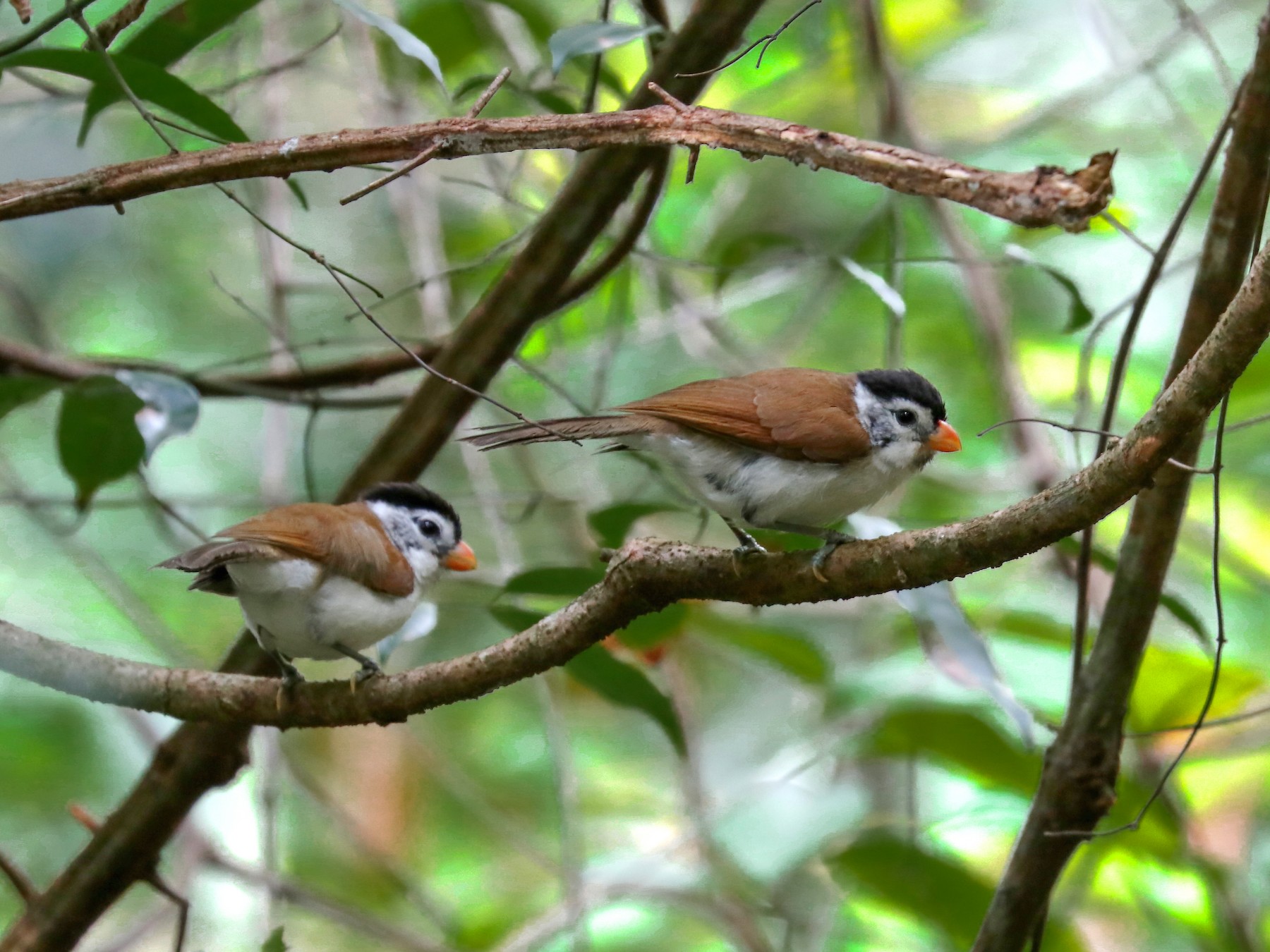 Black-headed Parrotbill - eBird