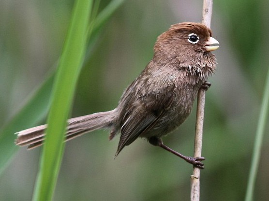 Spectacled Parrotbill - eBird