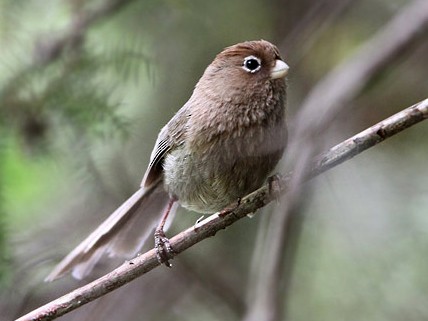 Spectacled Parrotbill - eBird