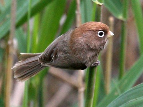 Spectacled Parrotbill - eBird