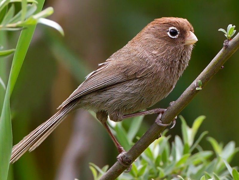 Spectacled Parrotbill - eBird