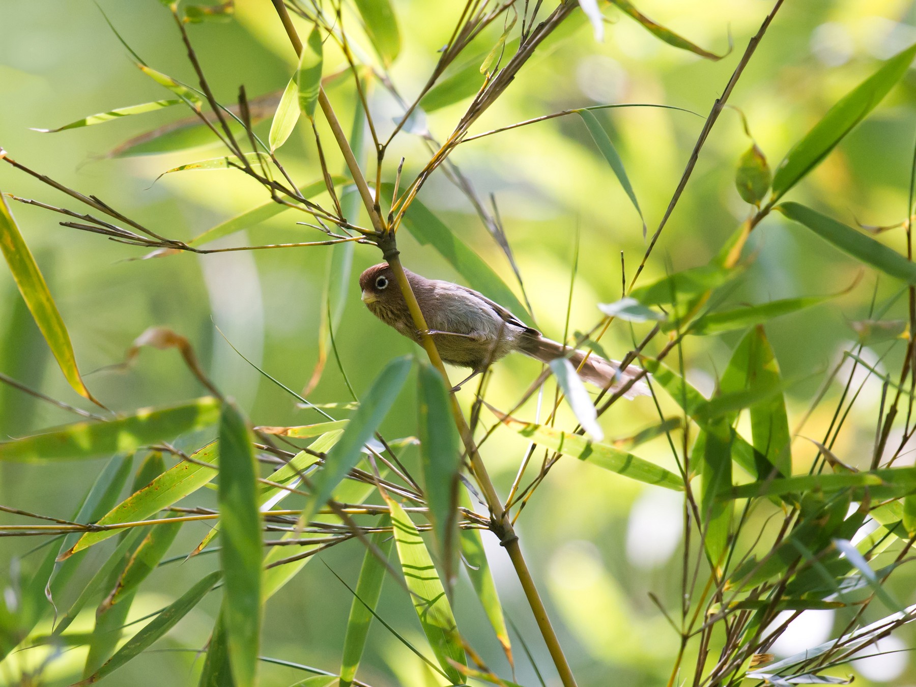 Spectacled Parrotbill - eBird