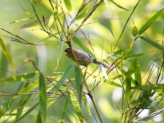 Spectacled Parrotbill - eBird