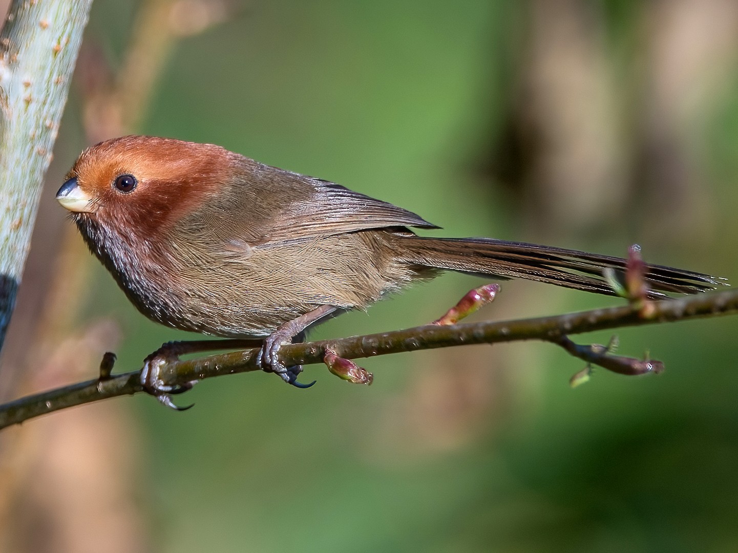Brown-winged Parrotbill - eBird