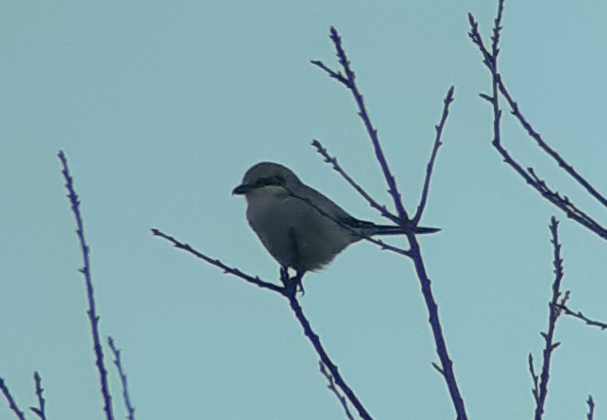 eBird Checklist - 17 Nov 2021 - Strafford County Farm Complex, Dover ...