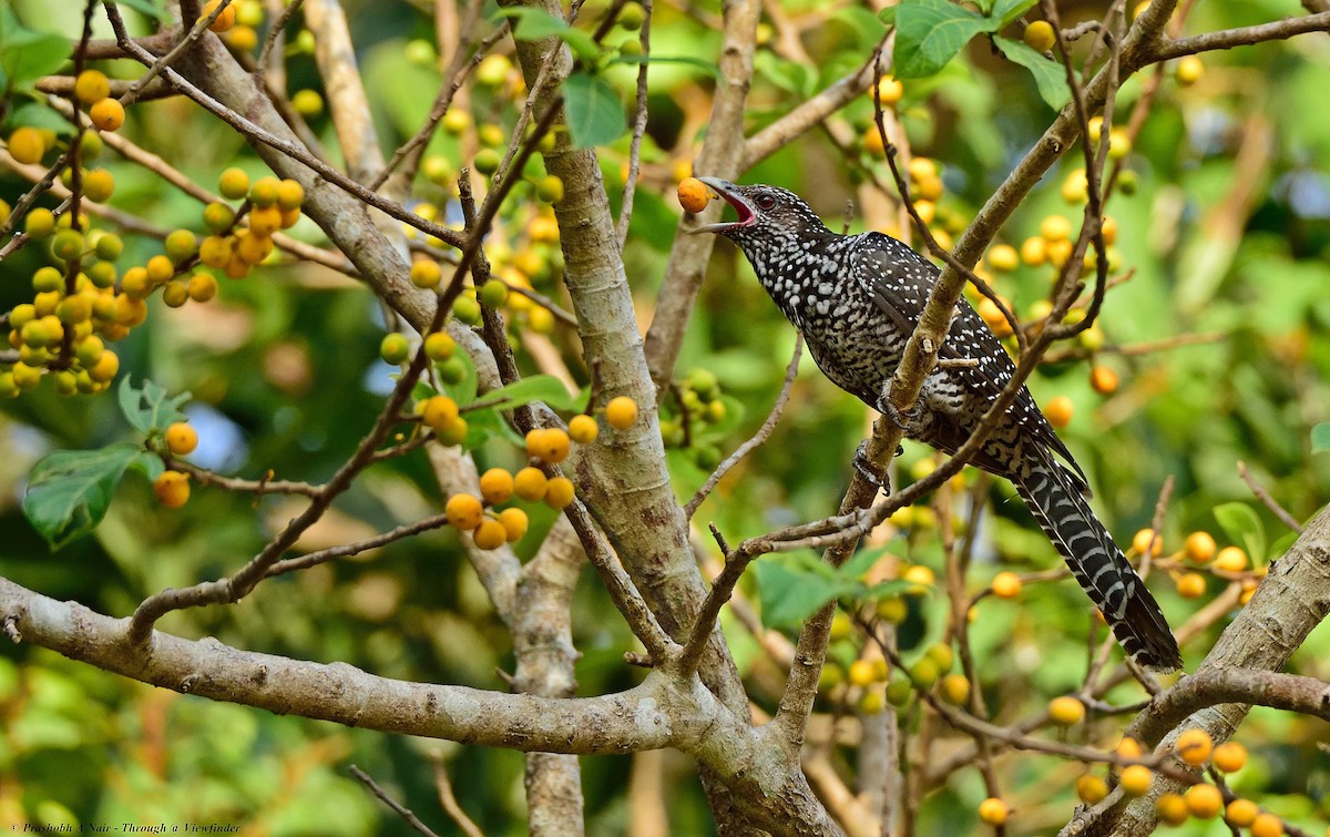 eBird Checklist - 29 Sep 2014 - Raghavan Pillai Road, Edappally - 5 species