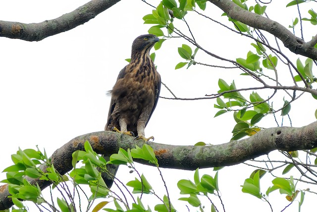 Philippine Hawk Eagle