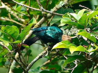 Forest Scimitarbill - eBird