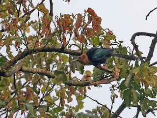 Forest Scimitarbill - eBird