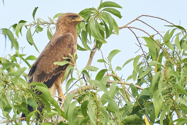 Indian Spotted Eagle Identification