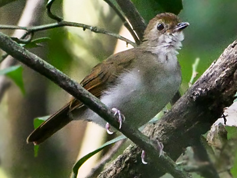 Akalat à ailes rousses - eBird