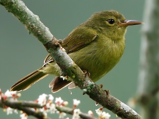 Fraser's Sunbird - eBird