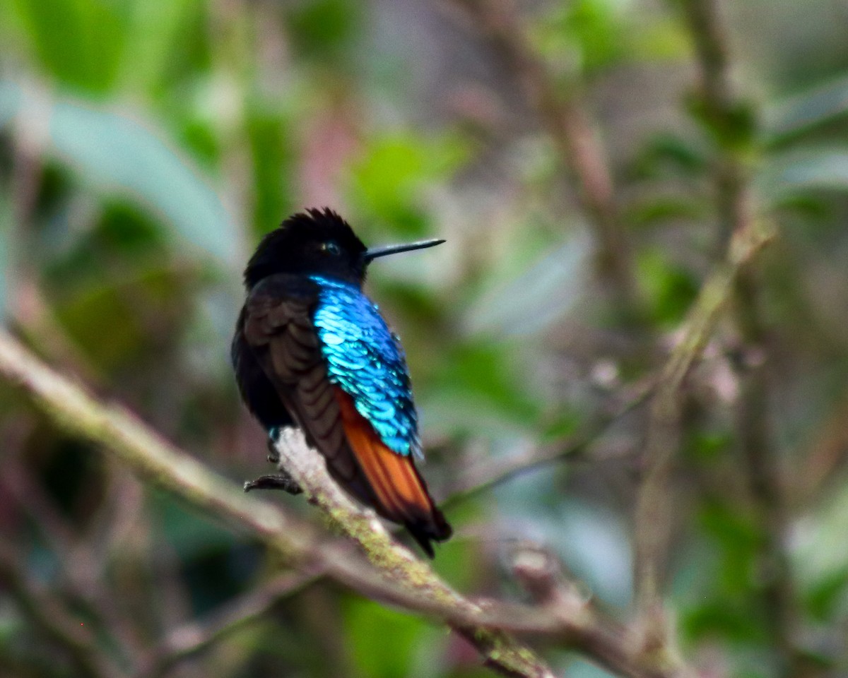 eBird Checklist - 31 Oct 2021 - Colomi, Departamento de Cochabamba, BO ...
