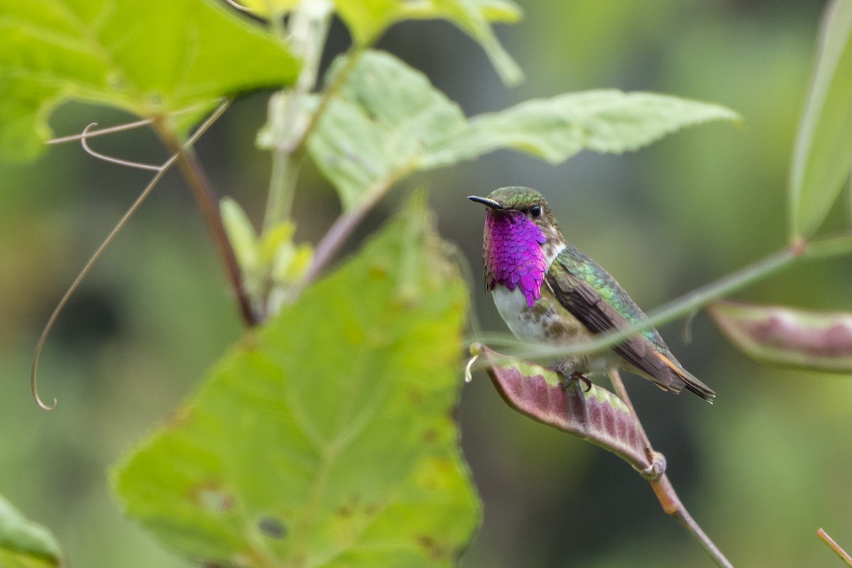 ML389058841 - Bumblebee Hummingbird - Macaulay Library