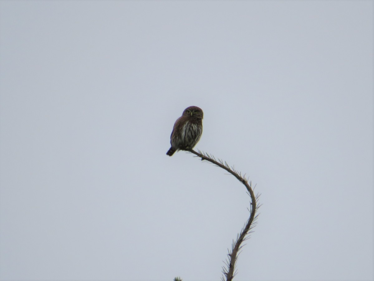 eBird Checklist - 18 Nov 2021 - Chinook Bend - 4 species