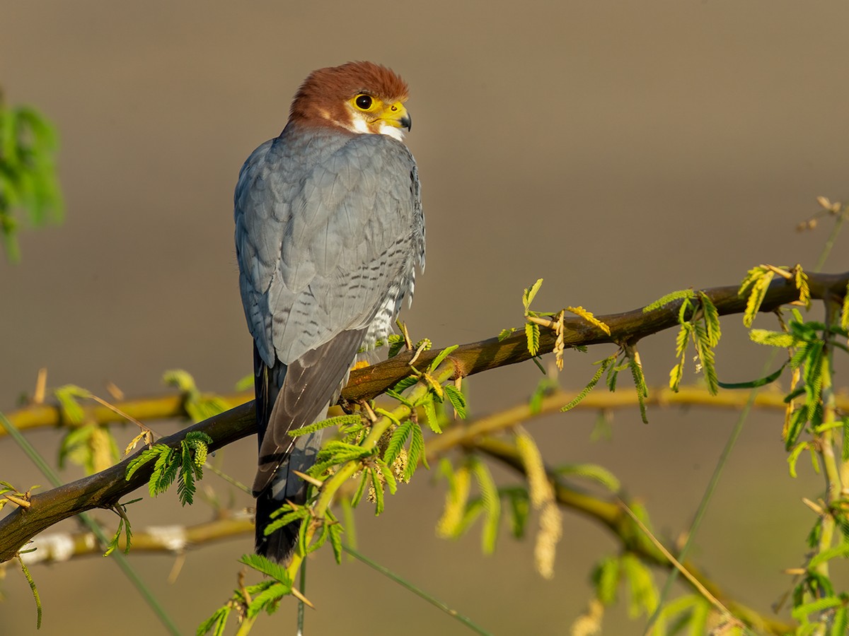 Red-necked Falcon - Falco chicquera - Birds of the World