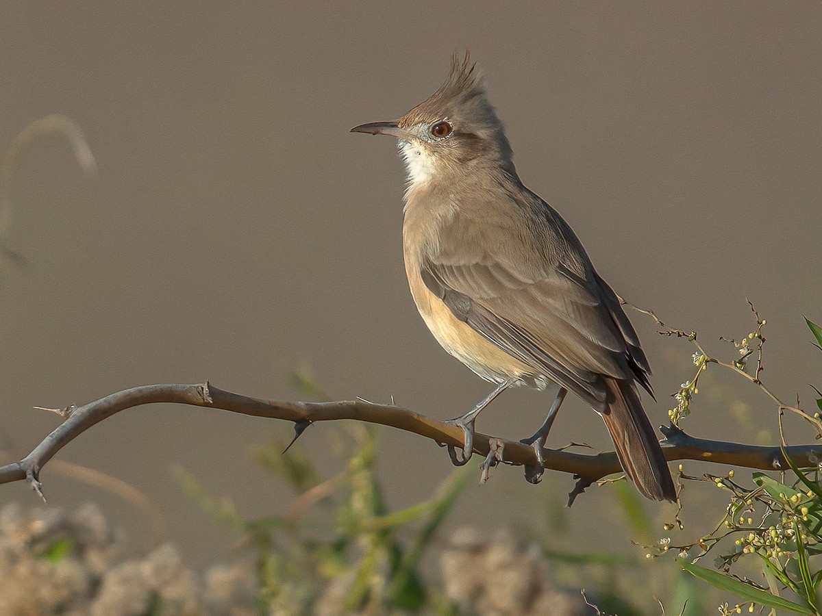 Crested Hornero - Furnarius cristatus - Birds of the World