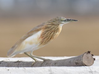 Squacco Heron - Ardeola ralloides - Birds of the World