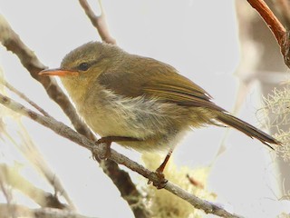 Cryptic Warbler - Cryptosylvicola randrianasoloi - Birds of the World