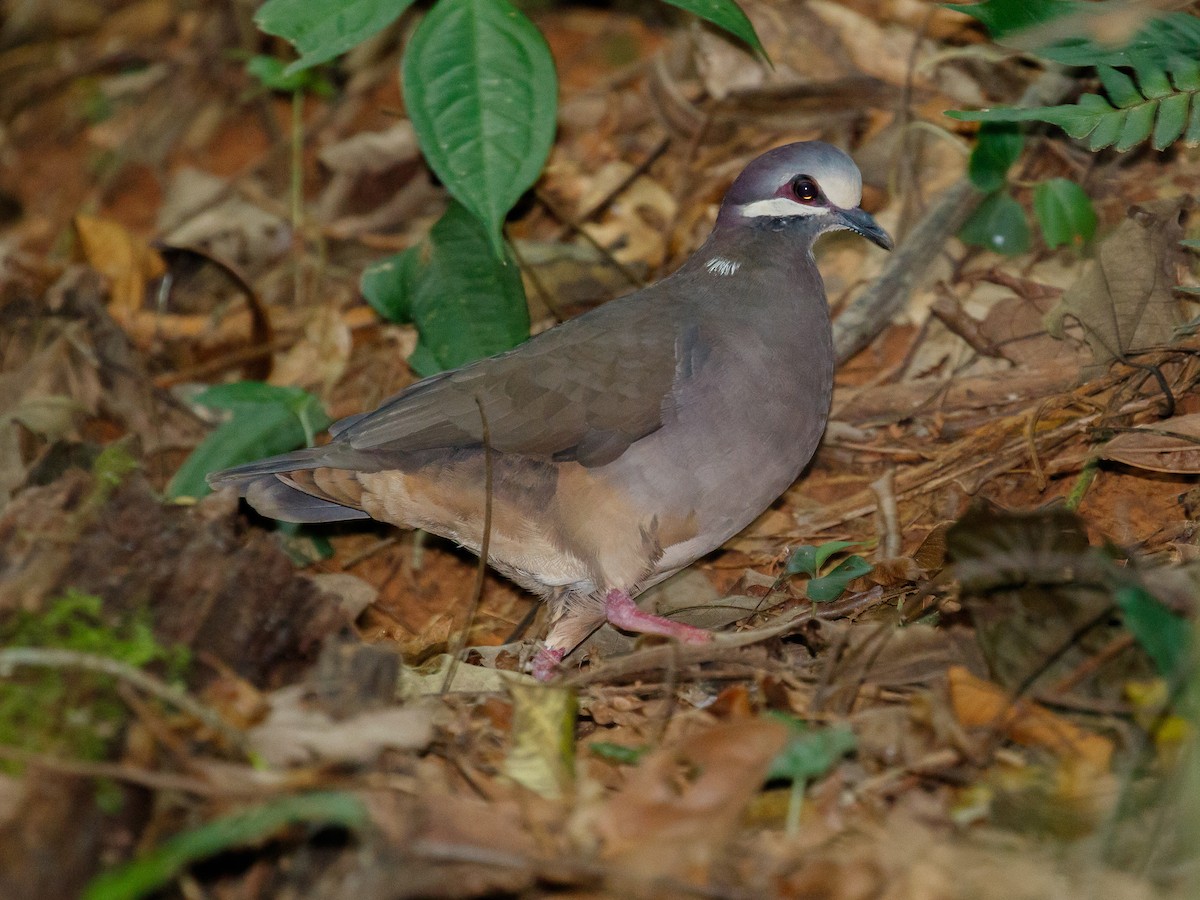 Olive-backed Quail-Dove - Leptotrygon veraguensis - Birds of the World