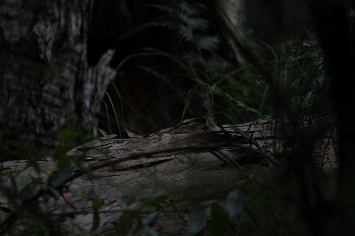 eBird Checklist - 12 Feb 2011 - Bunyip State Park - 1 species