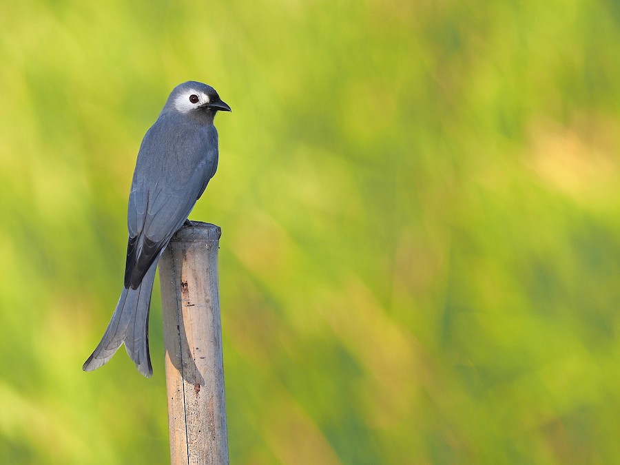 Ashy Drongo (Hainan/White-cheeked/White-lored) - eBird