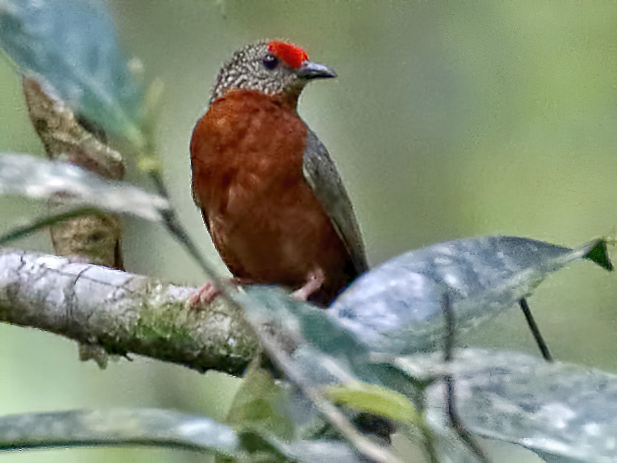 Parmoptile à front rouge - eBird