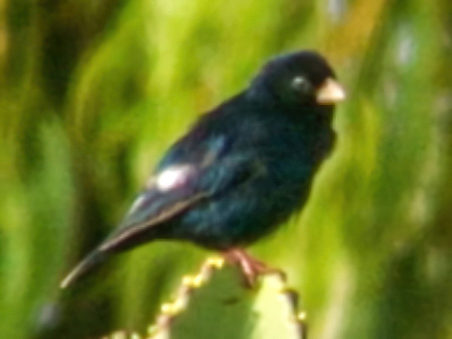 Jos Plateau Indigobird - eBird