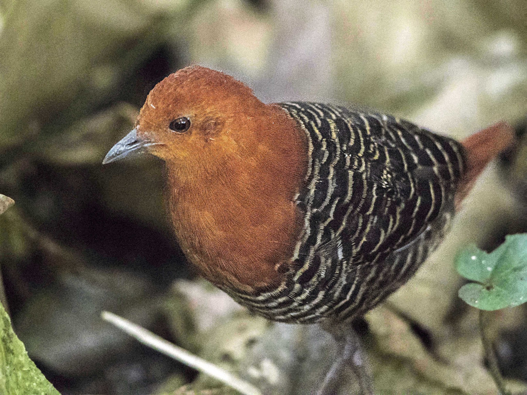 White-spotted Flufftail - eBird