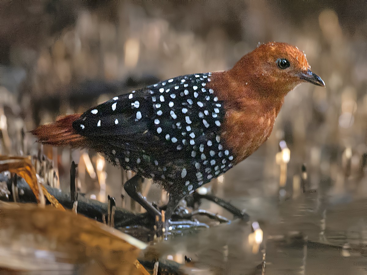 White-spotted Flufftail - eBird