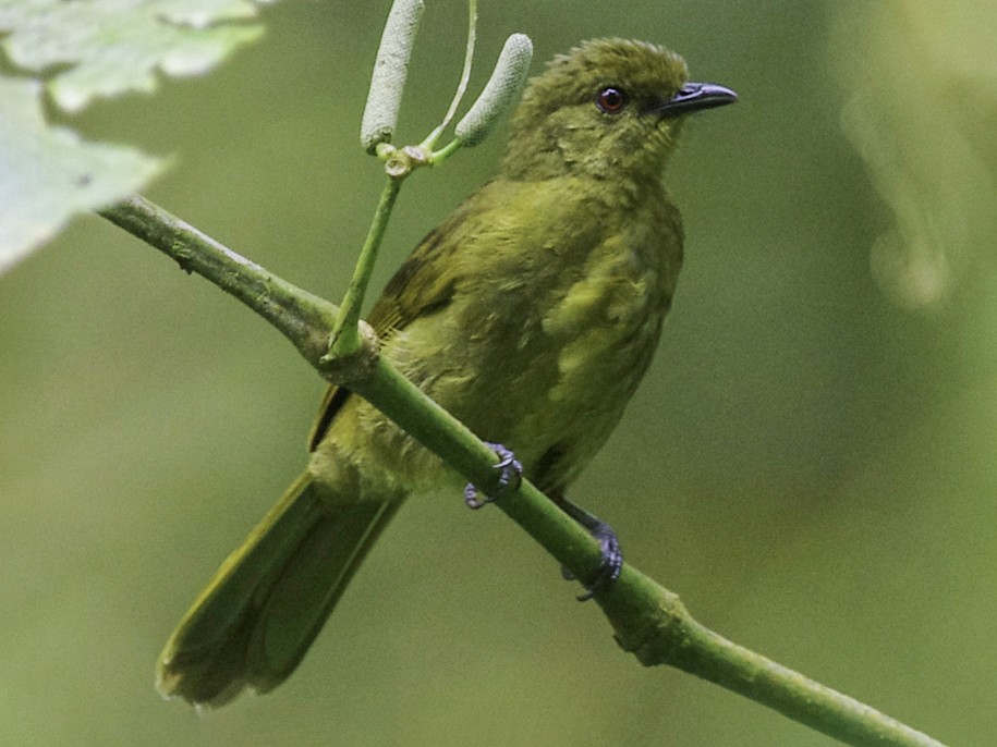 Cameroon Mountain Greenbul - Arizelocichla montana - Birds of the World