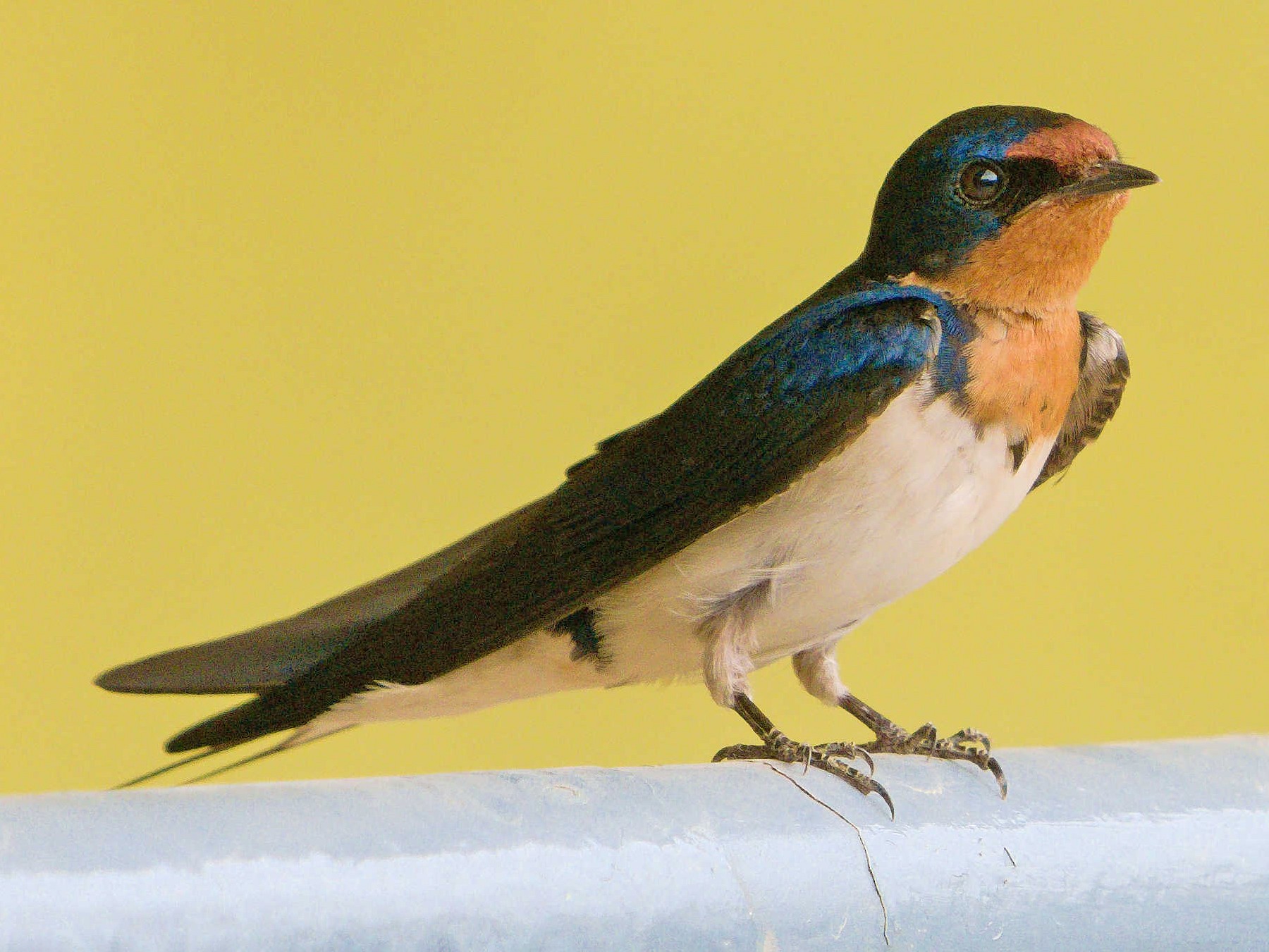 Red-chested Swallow - eBird