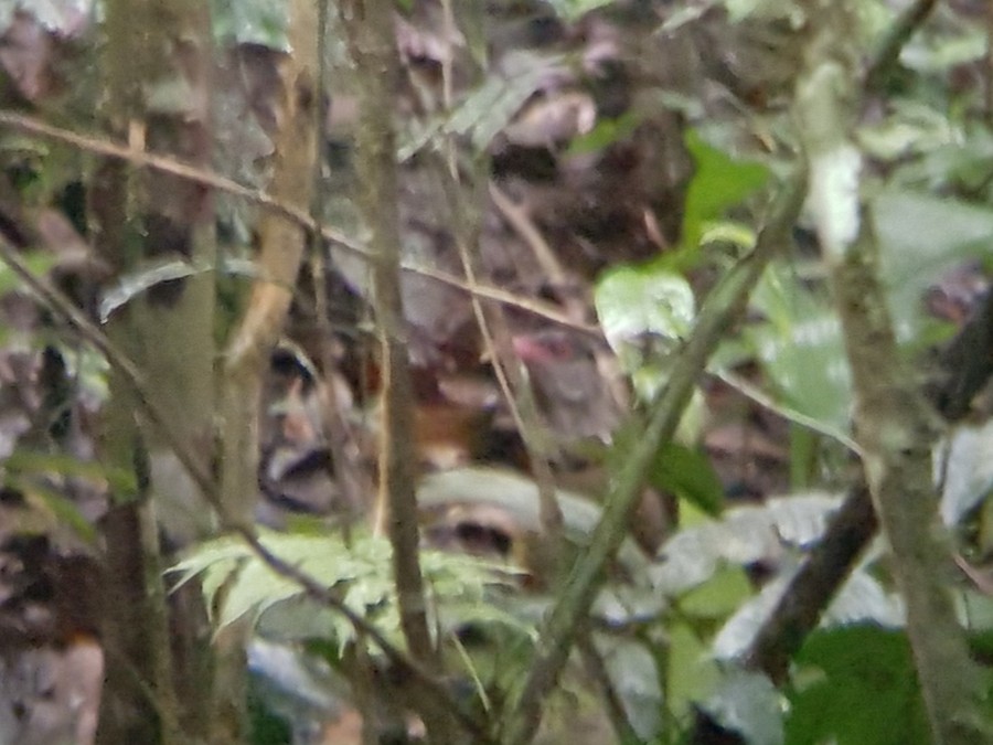 Red-billed Ground-Cuckoo - eBird