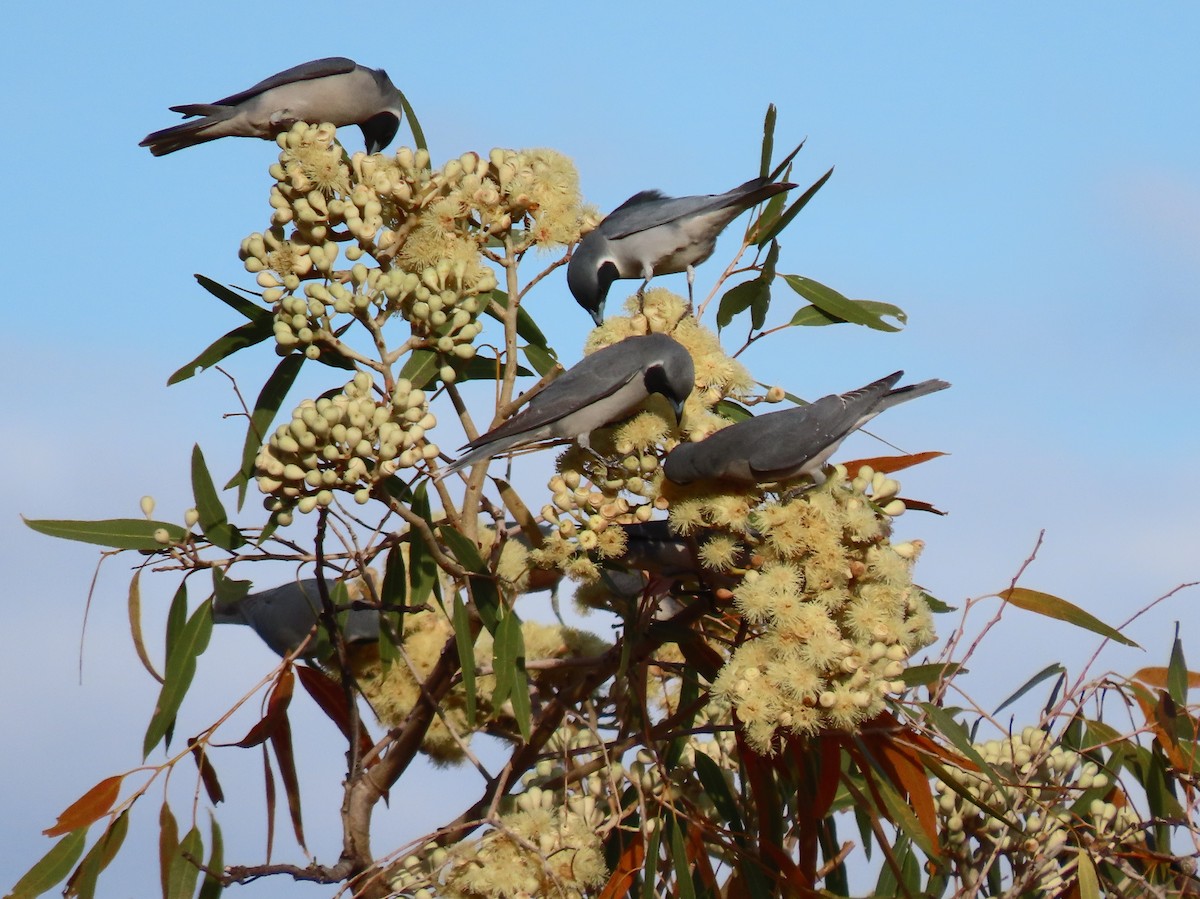 eBird Checklist - 22 Aug 2021 - 4825, Mount Isa AU-QLD -20.73240, 139. ...