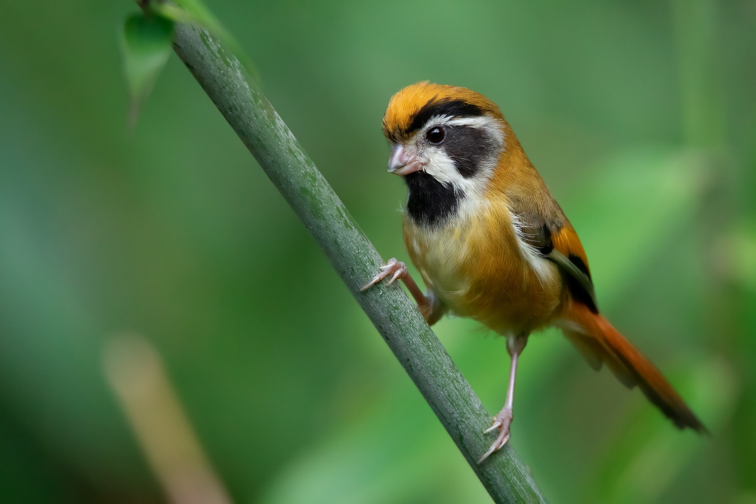 Kara Gerdanlı Papağangaga (beaulieu/kamoli) - eBird