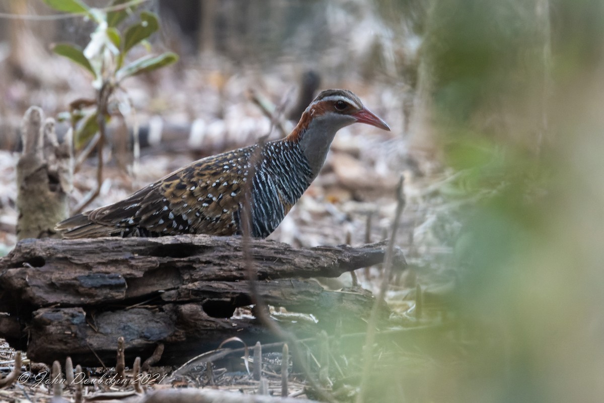eBird Checklist - 28 Oct 2021 - Lake Eraring - 1 species