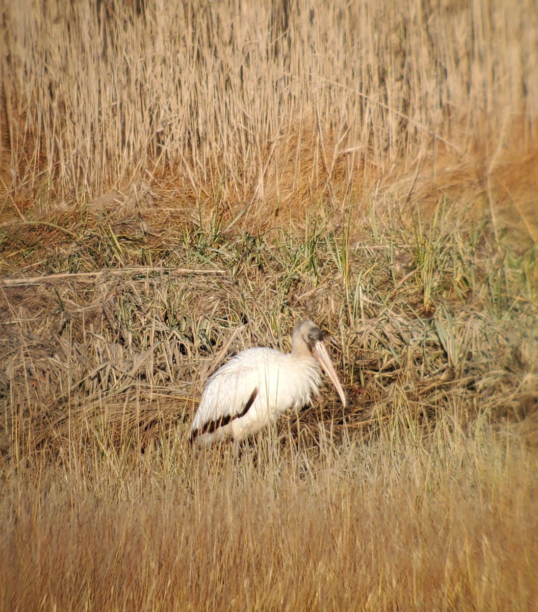 eBird Checklist - 20 Nov 2021 - 8 Gloucester Avenue, Gloucester ...