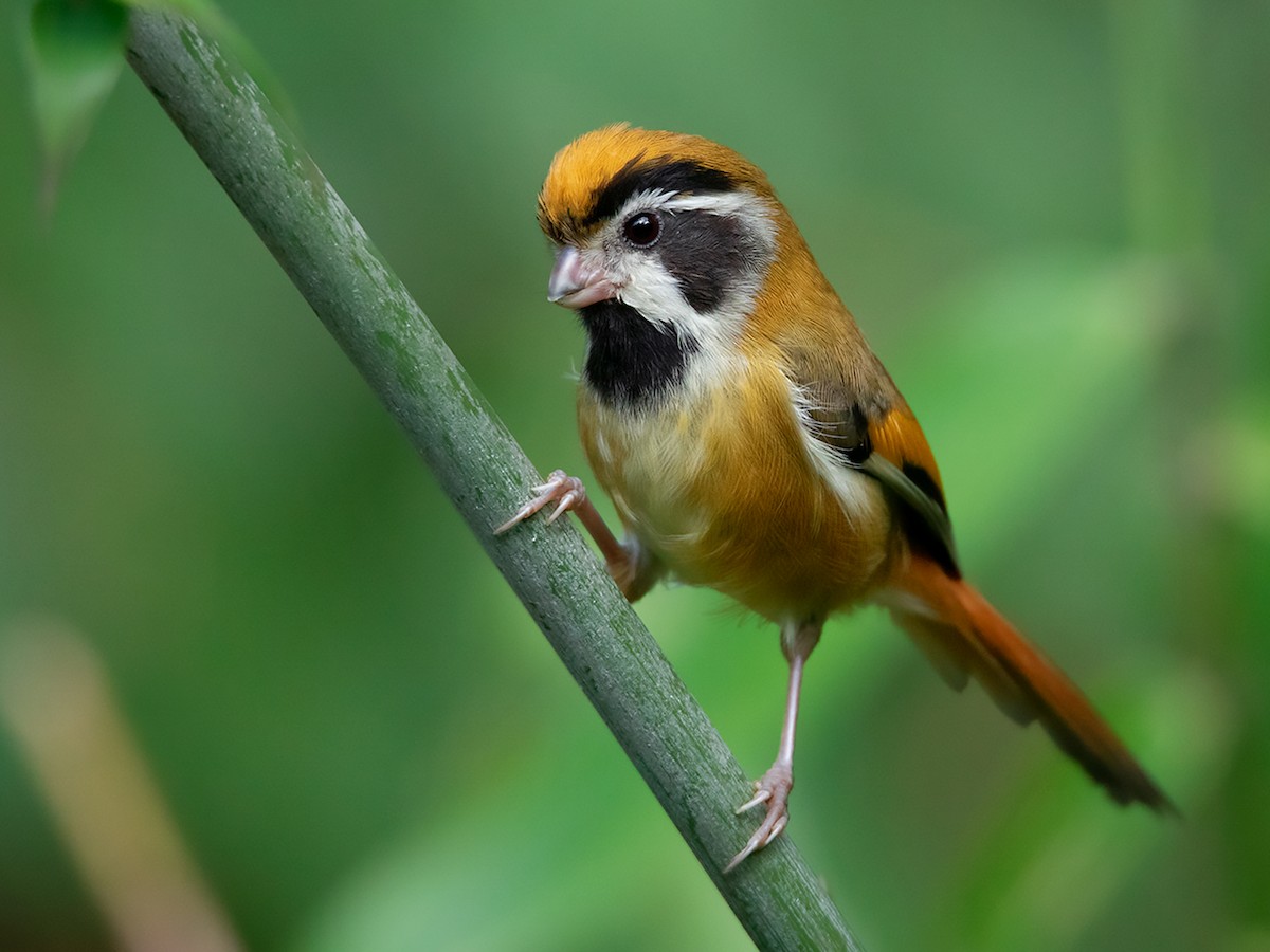 Black-throated Parrotbill - Suthora nipalensis - Birds of the World