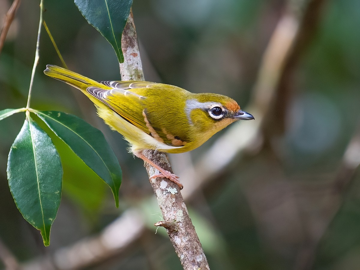 Clicking Shrike-Babbler - Pteruthius intermedius - Birds of the World
