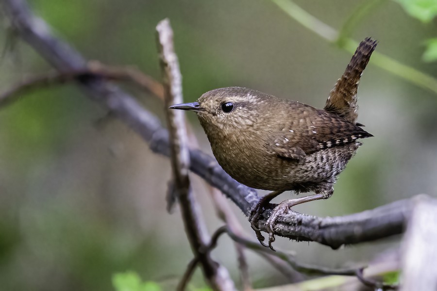 Pacific Wren (pacificus Group) - eBird