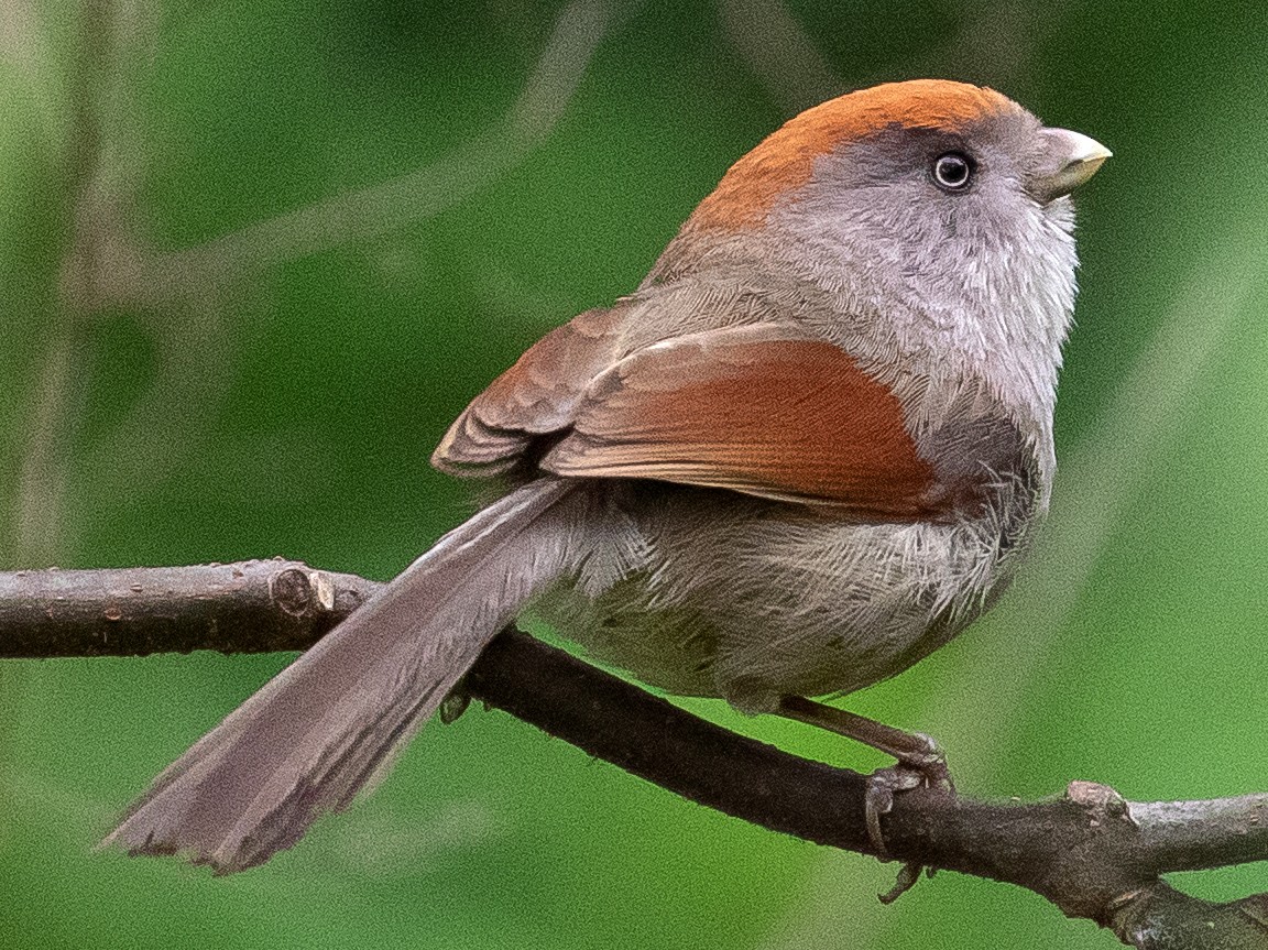 Ashy-throated Parrotbill - eBird