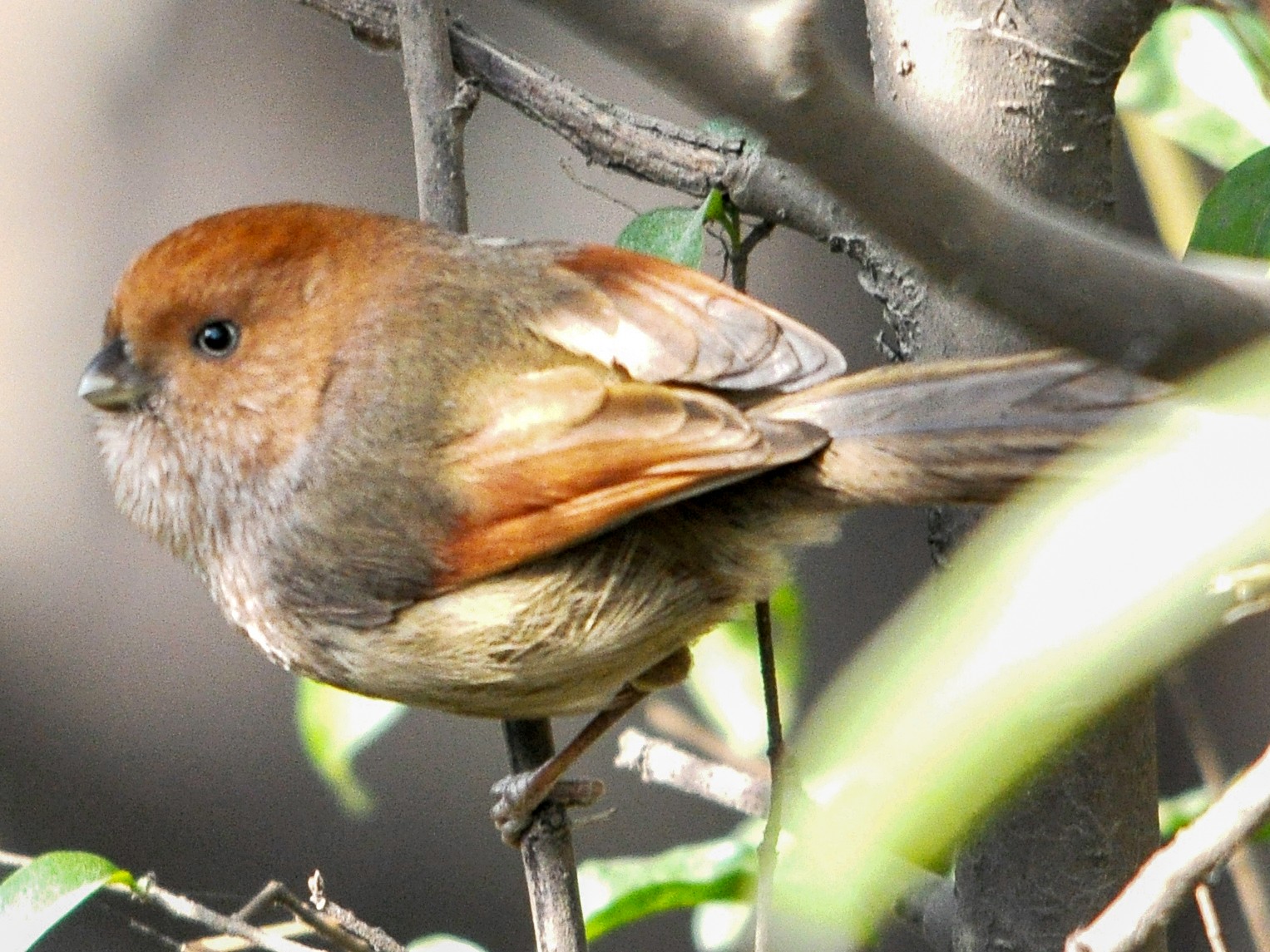Ashy-throated Parrotbill - eBird