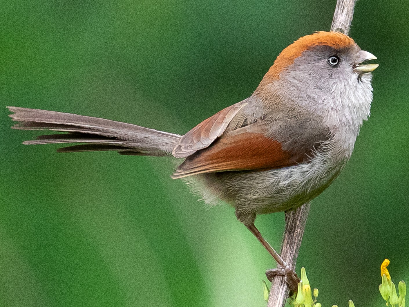 Ashy-throated Parrotbill - eBird